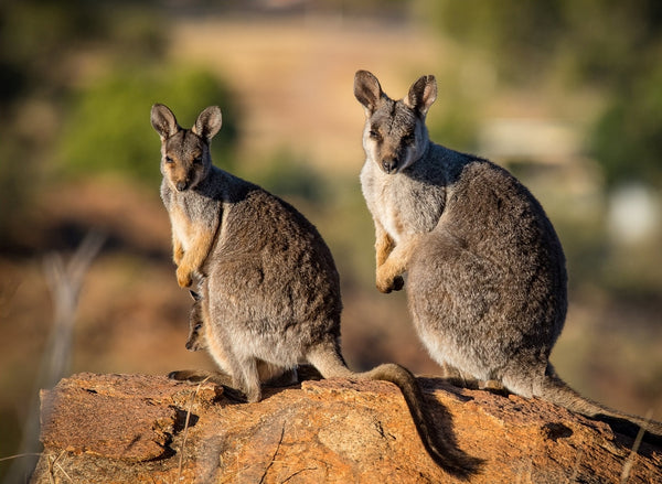 Indigenous Rangers Track Rare Rock Wallaby using Thermal Imaging Drone