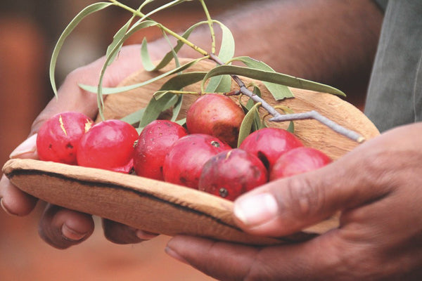Learn About the Amazing Foods that the Australian Bush has to Offer